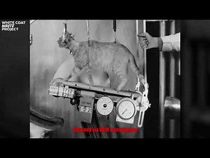 Decerebrated Cat Treadmill Experiments