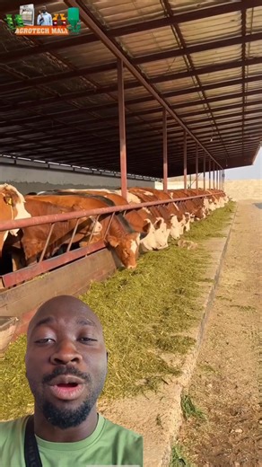 Au Mali, l’élevage n’est pas seulement une tradition, c’est un levier économique puissant. Le bétail nourrit, sécurise les familles et crée de la valeur toute l’année, même en période difficile. Mais l’avantage réel commence quand l’éleveur maîtrise l’alimentation, la transformation et la vente. Un animal bien nourri grandit vite, tombe moins malade et se vend mieux. L’élevage rentable, ce n’est pas le nombre de têtes, c’est la gestion intelligente. Celui qui contrôle ses coûts contrôle son aven