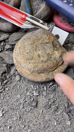 Preserved Snail Shell Exploration and Handling