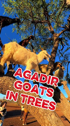 Discover Morocco's Tree-Climbing Goats Near Agadir