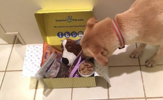 Best Dog Subscription Box 2025: Pet Treater vs BarkBox vs PupBox vs PupJoy vs Bullymake & More