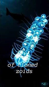 Siphonophore “String of Horror” Colossus