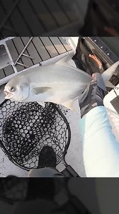 20K views · 152 reactions | BRIDGE FISHING TIP ➡️ When fishing bridges, use live shrimp with the tail pinched off on a jighead that's light enough to get to the bottom but not too heavy that it spooks fish. There are usually quality fish around bridges, so you never know what you might reel up! What's your favorite way to rig shrimp for bridge fishing? | Salt Strong | Facebook