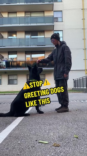 #dogbehaviour #dogbehavior #petdog #cutedog #canipetthatdog #dogbodylanguage #dog #puppy #puppytiktok #dogsoftiktok #dogmomsoftiktok #dog #dogs #toronto #dogtraining #dogtrainer