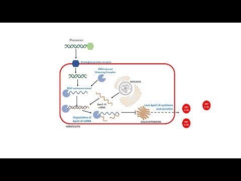 How Plozasiran Lowers Triglycerides: FDA-Approved RNAi Therapy for Familial Chylomicronemia Syndrome