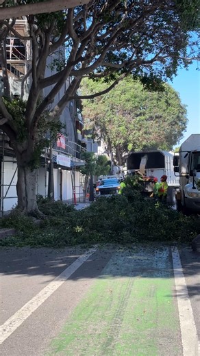 4.9K views · 75 reactions | Ficus tree pruning is underway this week...