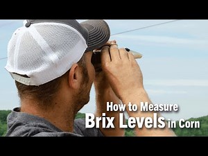 How to Measure Brix Levels in Corn