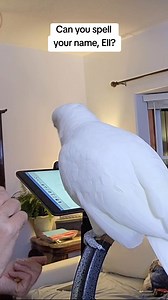 Can anyone help me, I have no idea what she wants 😂 | My Reading Pets: The Learning Adventures of Ellie and Isabelle