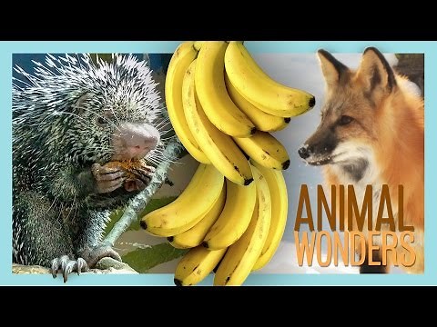 Banana Eating Contest!