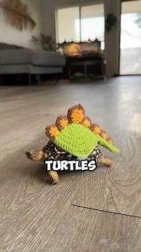 WHY ARE TURTLES SO SLOW? 🐢💤 #animals #turtles