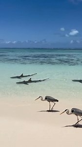 😨🦈 Sharks vs Cranes at the Shore! 🦢🔥 #sharks #cranes #wildlifephotography #wildlife #wildanimals #sharkattack | hidine eye