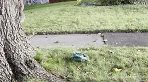 259K views · 2.9K reactions | Check out this heartwarming reunion!...