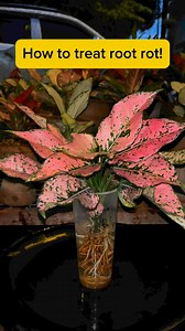 How to treat root rot! #plantcaretips #plantcare #plantitalife #plantlove #PlantLife #aglaonemalovers @followers | Rodelyn Sambayon Pondales