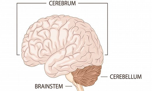 9 Amazing Animals With Multiple Brains