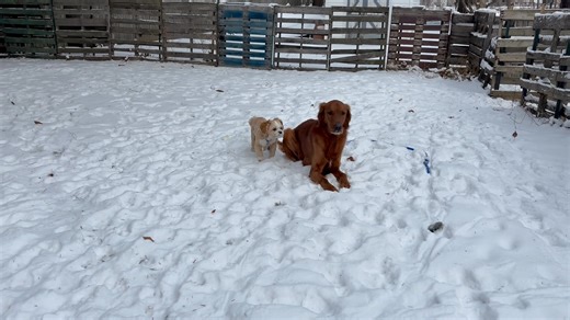 Hey guys! Wanted to introduce you to “Winnie” but I call him Mr.Pigs (he’s very snorty) lol He is 9 months old, up to date on shots and not neutered. Owners couldn’t keep him because of his aggression towards humans specifically at night. I will keep him for at least a month (maybe more) but he will be up for adoption through me. If interested dm me to learn more about this handsome boy who will make a great companion once we work out those kinks! More Pictures in the comments. | Majors Academy