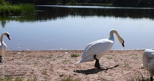 beautiful white swans on the lake in the spring, swans living in the park who are fed in the spring season