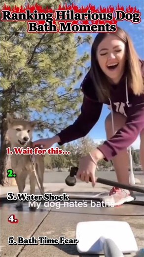 Top Dog Bath Reactions You Must See 🐾😂 #Shorts #Viralshort #Funny #Dog