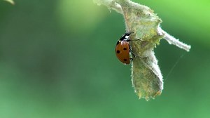Ladybug, Insect, Beetle. Free Stock Video