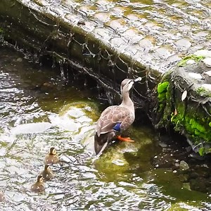 Never Give Up! The Last Duckling's 30-Minute Battle. 😭 The siblings made it up the wall, but one tiny duckling was left behind. Instead of leaving, Mother Duck kept climbing back down to encourage him. After a grueling 30-minute struggle, he finally found the strength to climb it on his own! A powerful story of motherly patience and determination. #MotherLove #Inspiration | Naturaloop
