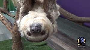 4.1K views · 450 reactions | Happy #InternationalSlothDay! Denver Zoo...