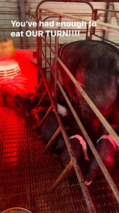 Hankins Show Pigs on Reels