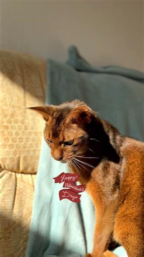 Happy Valentine's Day🐾❤️ #fyp #foryou #valentinesday #viral #love #kiss