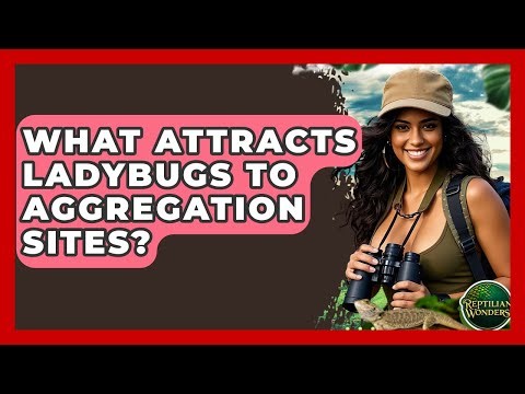 What Attracts Ladybugs To Aggregation Sites? - Reptilian Wonders