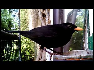 Merlo, Black bird, Amsel, canto dell'aurora