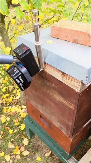 Ich habs getan #Shorts 2025 #bee #herbstanfang #beekeeper #wildlife #nature