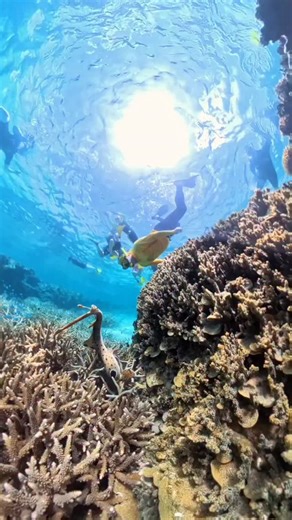 249 reactions · 5 comments | Mating sharks! Well, this is probably...