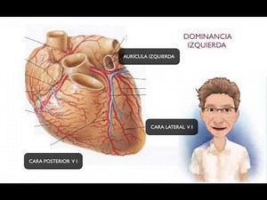 CIRCULACIÓN CORONARIA