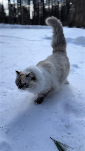 Bonita enjoying her first snow #snow #winter @Nat Geo Animals #ragdoll #catsoftiktok #nature #reels