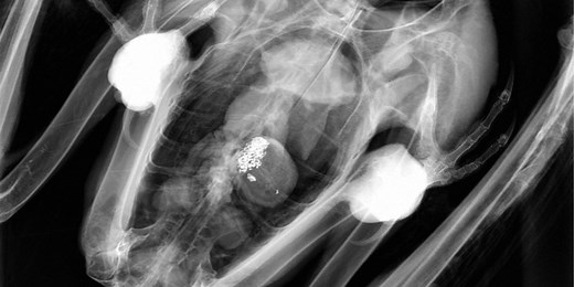 Bald eagle’s deadly lead poisoning from spent ammo renews concerns ahead of deer hunting season