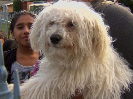 Ziggy the Stolen Pup Reunited With Family