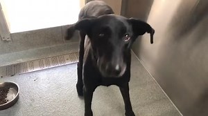 2.2K views · 89 reactions | Sad to report...Deena was euthanized by...