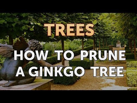 How to Prune a Ginkgo Tree