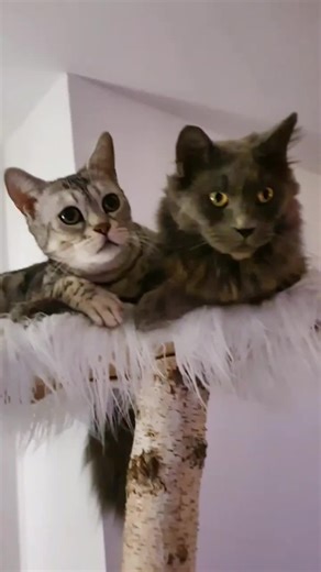 Charming Domestic Cats Captured in Fun Moments