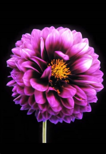 Beautiful Flower Edits to Brighten Your Day