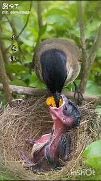 একটি পাখি তার বাচ্চা কে খাদ্য খাওয়াচ্ছে 🌹#পাখি #birds