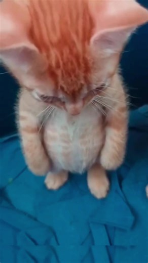 Adorable Kitten Moments That Will Make You Smile