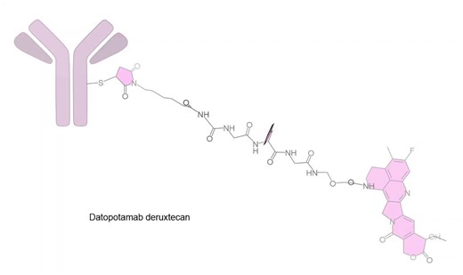 As Breast Cancer Awareness Month comes to a close, we’re sharing a final chemistry-driven breakthrough that reshaped treatment. In the 2000s, Trastuzumab emerged as a landmark therapy. By targeting the HER2 protein, it blocks cell signaling and triggers immune destruction of cancer cells. This innovation ushered in a new era of personalized, targeted cancer care that continues to guide oncology research today. | ChemDraw