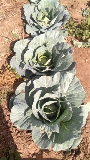Learn how to grow cabbage. ✅K50 ✅Call/whatsapp us on 0779723123 You will learn everything from ✓ Soil and Land Preparation ✓ Cabbage Nursery Establishment and Management ✓ Transplantating and Spacing ✓ Planting Guide ✓ Variety types ✓ Intergrated Pests and Diseases Management ✓ Weed control measures ✓ Manure/Fertilizer/Boosters Application Needed ✓ Cabbage Spray Program ✓ How to increase Production ✓ Harvesting and Marketing E.t.c | Purity chintu