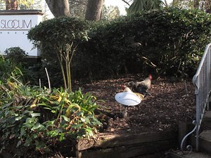 Chickens of Fair Oaks Village Attract Customers, Anger Business Owners