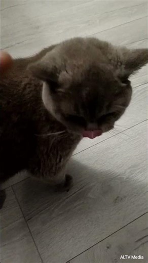 (ALTV) 10.10 #shorts #feed #altered