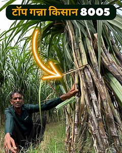 1M views · 22K reactions | मेरठ जिले - का ऐसा किसान जो उगता है गन्ने की 15 किस्म | Ravizone Farming Leader | Facebook