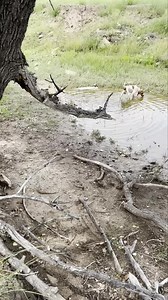 3.5K views · 71 reactions | Dogs popped this bear up in the antelope country. It’s amazing where you find bears from time to time. | Whitaker Brothers Hunting Company | Facebook