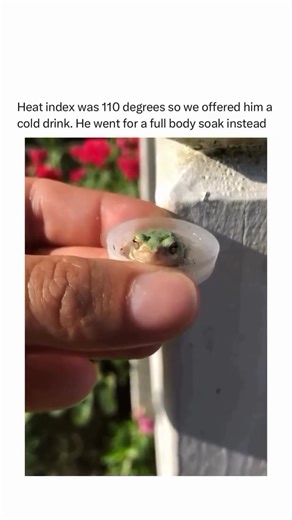 Frogs Fam on Instagram: "Frog skin is permeable and essential for their survival, allowing them to breathe, absorb water, and regulate electrolytes. They need to keep it moist for these functions, so they live in humid environments and near water 🐸💦 .. .. Credit: theanimalses .. .. #frog #frogs #frogdog #cutefrog #cutefrogs#frogsofinstagram #froggy #froggy_explorers #frogmemes #frogman #frogcore #princessandthefrog #froglegs #frogspawn #frogpond #froglovers #greentreefrog #gofrogs #bullfrog #d