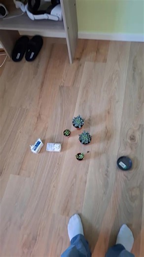 setup check#snake #tiere #deutsch #terraristik #setup