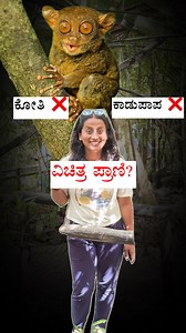 Not a monkey. Not a ‘Kadupapa’. This is the Tarsier—one of the world’s smallest primates, often mistaken for an alien! 👽🌿” 🧐 With eyes bigger than its brain, Tarsiers have night vision that helps them hunt in the dark! 🦉 They can rotate their heads almost 180°—just like an owl! 🌎 Found only in Southeast Asia, they are shy, nocturnal, and incredibly sensitive to their environment. #backpackwithmahalakshmi #backpackwithm #Tarsier [Tarsier facts, Tarsier Philippines, smallest primate, nocturna