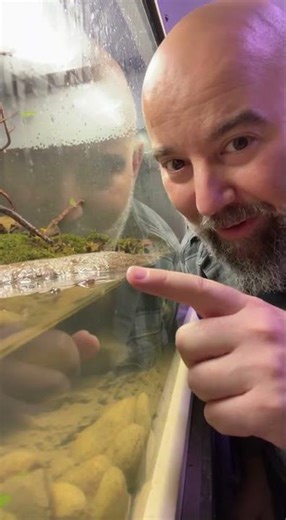 These Leafscale Pleslings Look Like Shell-Less Turtles